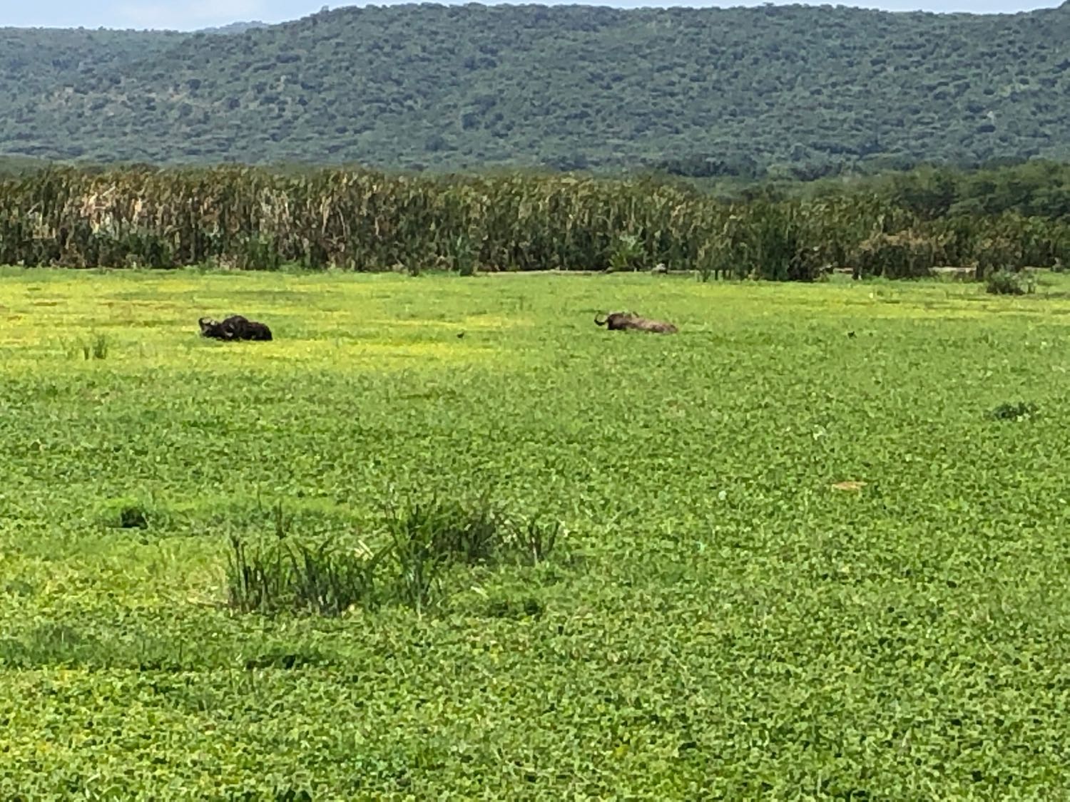 The Great Parks in the North - Maasai Hero Safaris